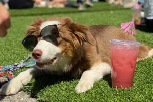 SoWa Open Market - SoWa Boston